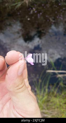Purple Bladderwort (Utricularia purpurea) Plantae Stock Photo - Alamy