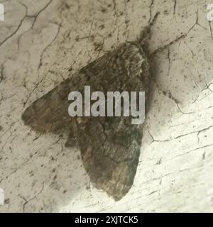 Brother Moth (Raphia frater), Insecta, Macdonald, Meredith and Aberdeen ...