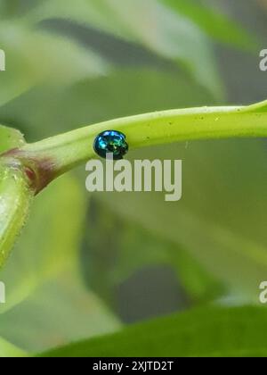 Steelblue Lady Beetle (Halmus chalybeus) Insecta Stock Photo - Alamy