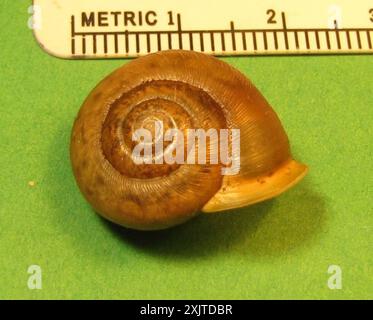 White-lip Globe Snail (Mesodon thyroidus) Mollusca Stock Photo - Alamy