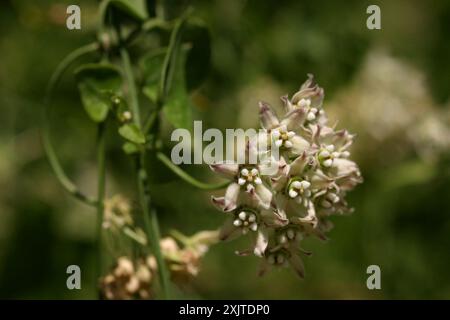 climbing milkweed (Funastrum cynanchoides) Plantae Stock Photo - Alamy