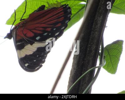 Red Cracker (Hamadryas amphinome) Insecta Stock Photo - Alamy