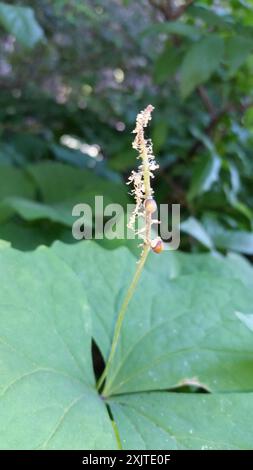 vanilla leaf (Achlys triphylla) Plantae Stock Photo - Alamy