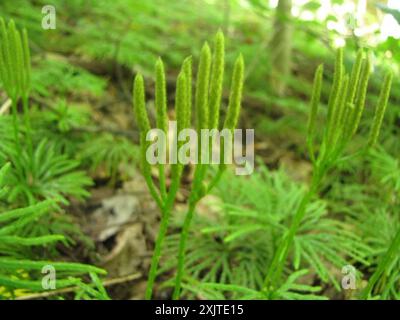 fan clubmoss (Diphasiastrum digitatum) Plantae Stock Photo - Alamy