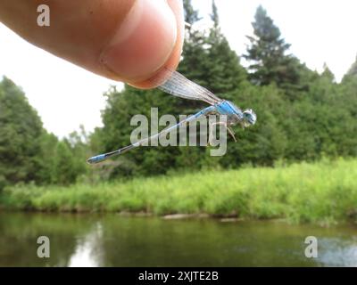 River Bluet (Enallagma anna) Insecta Stock Photo - Alamy