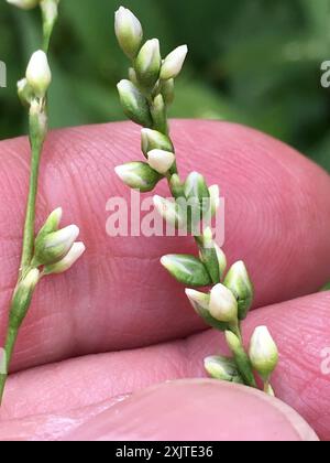 Dotted Smartweed (Persicaria punctata) Plantae Stock Photo - Alamy