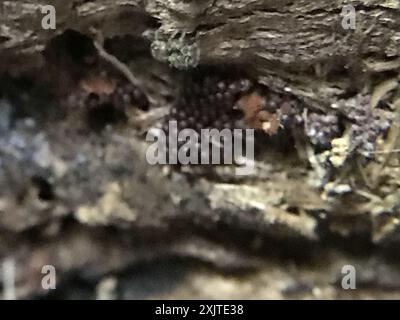 Wasp's Nest Slime Mold (Metatrichia vesparia) Protozoa Stock Photo - Alamy