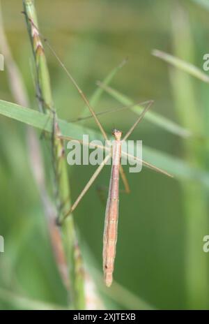 Wingless Hangingfly (Apterobittacus apterus) Insecta Stock Photo - Alamy