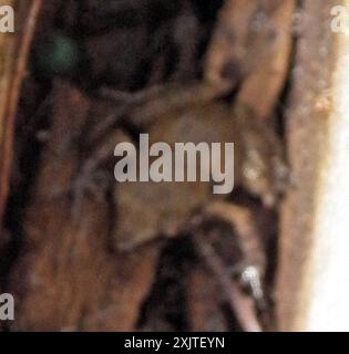 Rio Grande Chirping Frog (Eleutherodactylus campi) Amphibia Stock Photo ...