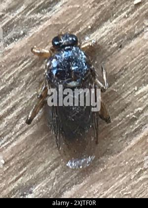 New Forest fly (Hippobosca equina) Insecta Stock Photo - Alamy