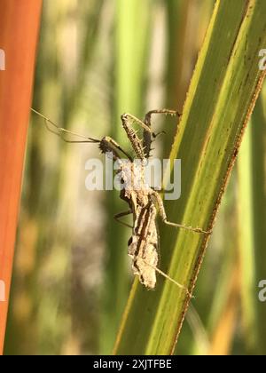Spined Assassin Bug (Sinea diadema) Insecta Stock Photo - Alamy