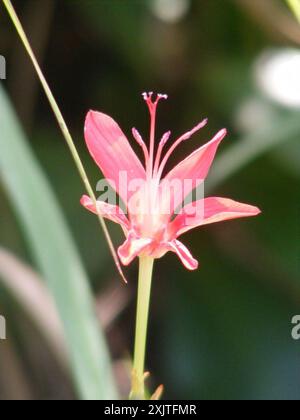 (Freesia grandiflora grandiflora) Plantae Stock Photo - Alamy