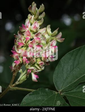 (Flemingia macrophylla) Plantae Stock Photo - Alamy