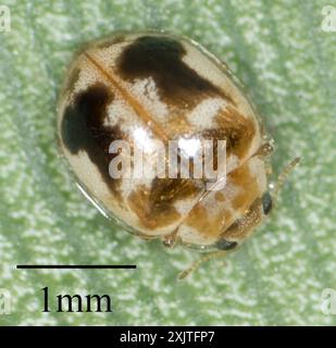 Kidney-spotted Fairy Lady Beetle (Psyllobora renifer) Insecta Stock ...