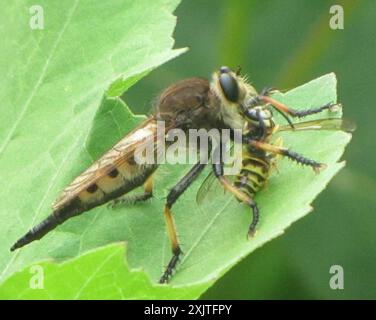 Red-footed Cannibal Fly (Promachus rufipes) Insecta Stock Photo - Alamy