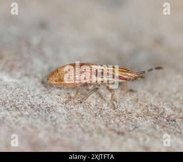 Sycamore Seed Bug (Belonochilus numenius) Insecta Stock Photo - Alamy
