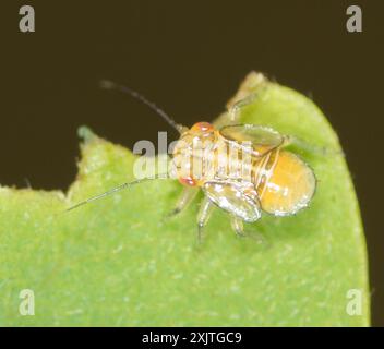 tipu psyllid (Platycorypha nigrivirga) Insecta Stock Photo - Alamy