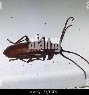 Brown Prionid (Orthosoma brunneum) Insecta Stock Photo - Alamy