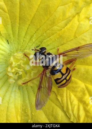 Virginia Giant Hover Fly (Milesia virginiensis) Insecta Stock Photo - Alamy
