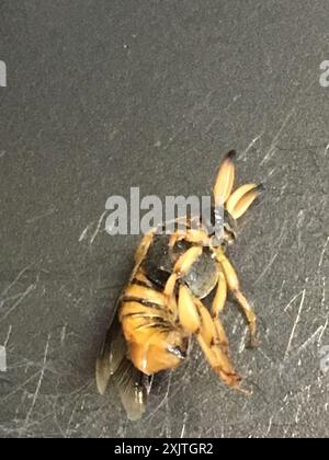 (Ripiphorus rex) Insecta Stock Photo - Alamy