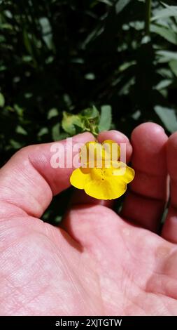 Sharp-leaved Monkey-flower (Erythranthe decora Stock Photo - Alamy