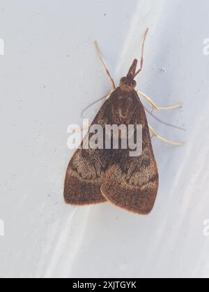 Kowhai moth (Uresiphita maorialis) Insecta Stock Photo - Alamy