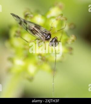 (Propsocus pulchripennis) Insecta Stock Photo - Alamy