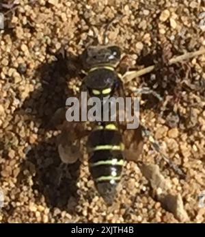 (Hoplisoides hamatus) Insecta Stock Photo - Alamy