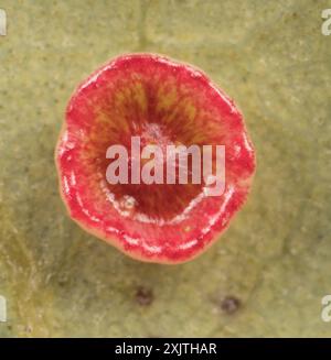 Disc Gall Wasp (Feron parmula) Insecta Stock Photo - Alamy