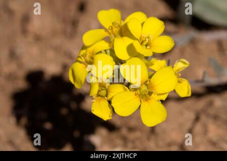 Gordon's bladderpod (Physaria gordonii) Plantae Stock Photo - Alamy