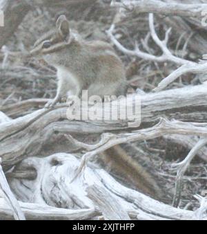 Sonoma Chipmunk (Neotamias sonomae) Mammalia Stock Photo - Alamy