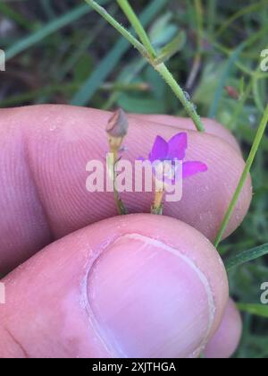 Bridges' pincushionplant (Navarretia leptalea) Plantae Stock Photo - Alamy