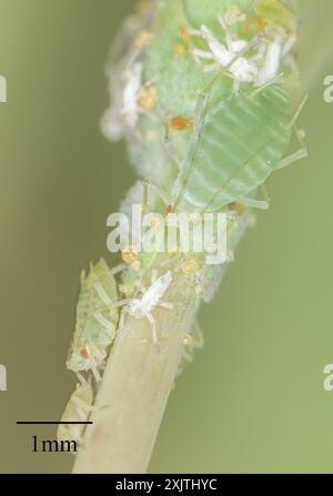 Prickly Lettuce Aphid (Acyrthosiphon lactucae) Insecta Stock Photo - Alamy