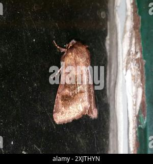 Bronzed Cutworm Moth (Nephelodes minians) Insecta Stock Photo - Alamy