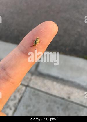 Skeletonizing Leaf and Flea Beetles (Galerucinae) Insecta Stock Photo ...