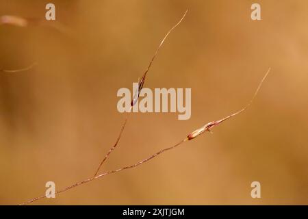 Bush Muhly (Muhlenbergia porteri) Plantae Stock Photo - Alamy