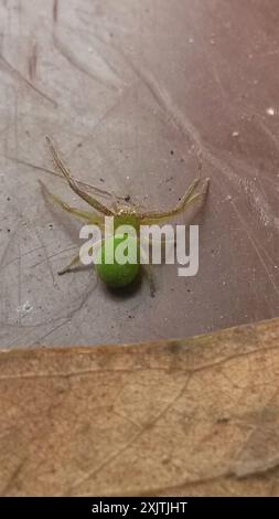 Flower Spiders (Diaea) Arachnida Stock Photo - Alamy