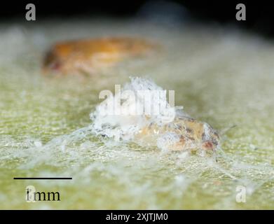 Tristania Psyllid (Ctenarytaina longicauda) Insecta Stock Photo - Alamy