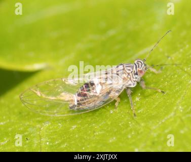 Potato Psyllid (Bactericera cockerelli) Insecta Stock Photo - Alamy