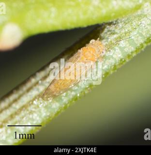 Acacia Psyllid (Acizzia uncatoides) Insecta Stock Photo - Alamy