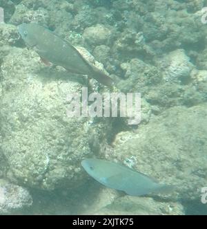 Parrotfishes (Scarini) Actinopterygii Stock Photo - Alamy