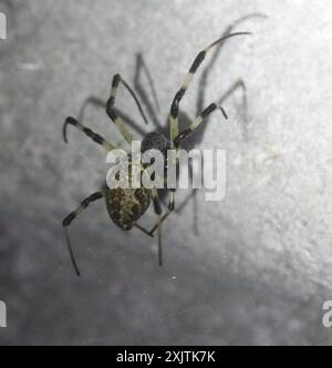 Asian Hermit Spider (Nephilengys malabarensis) Arachnida Stock Photo ...