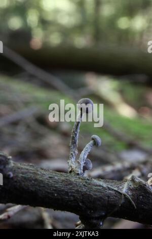 pinwheel family (Marasmiaceae) Fungi Stock Photo - Alamy