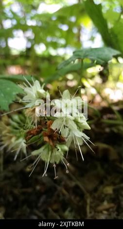 Broad-leaf Waterleaf (Hydrophyllum canadense) Plantae Stock Photo - Alamy