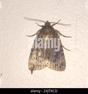 American Copper Underwing (Amphipyra pyramidoides) Insecta Stock Photo ...