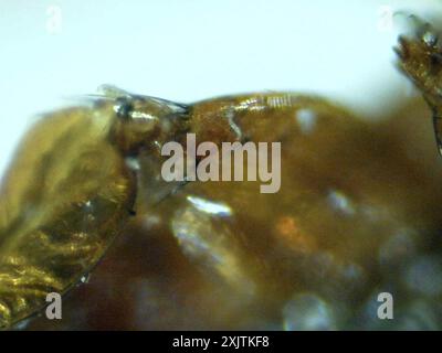 Rodent and Bird Fleas (Ceratophyllidae) Insecta Stock Photo - Alamy