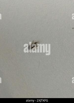 Oak Jumping Spider (Ballus chalybeius) Arachnida Stock Photo - Alamy