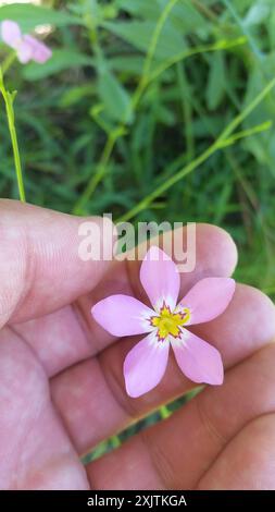 marsh pink (Sabatia stellaris), Plantae, Wakulla, Florida, United ...