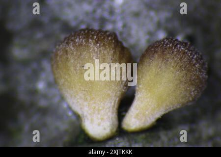 veiled panus (Tectella patellaris) Fungi Stock Photo - Alamy