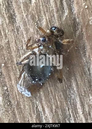 New Forest fly (Hippobosca equina Stock Photo - Alamy